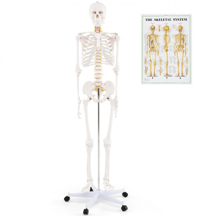 Life Size Human Skeleton Model for Anatomy Anatomical Skeleton with ...