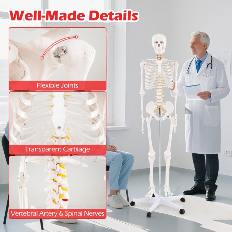 Life Size Human Skeleton Model for Anatomy Anatomical Skeleton with ...